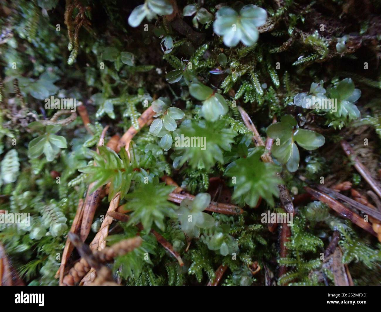 Large Hair Moss (Oligotrichum parallelum Stock Photo - Alamy