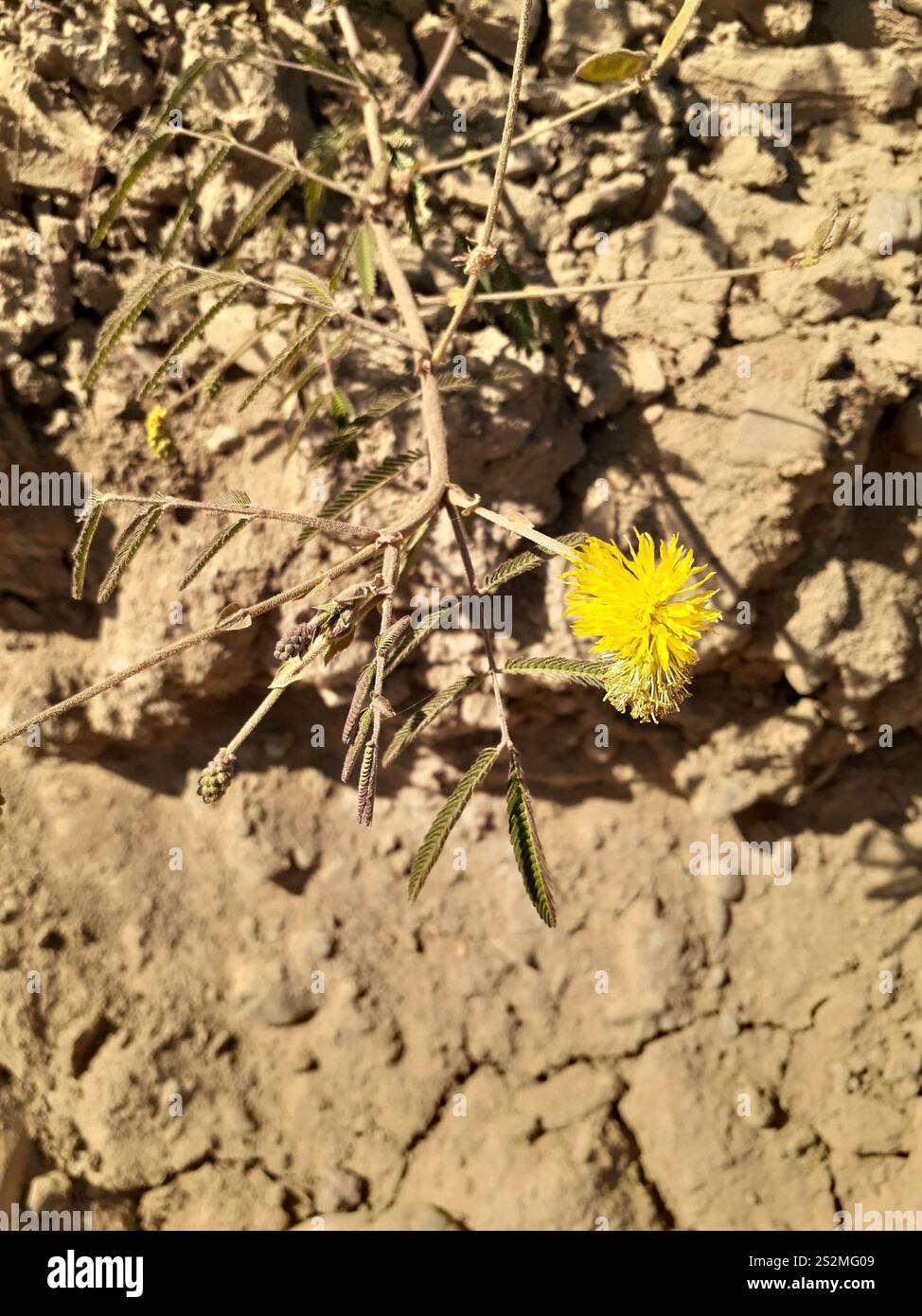 Tropical puff (Neptunia pubescens Stock Photo - Alamy