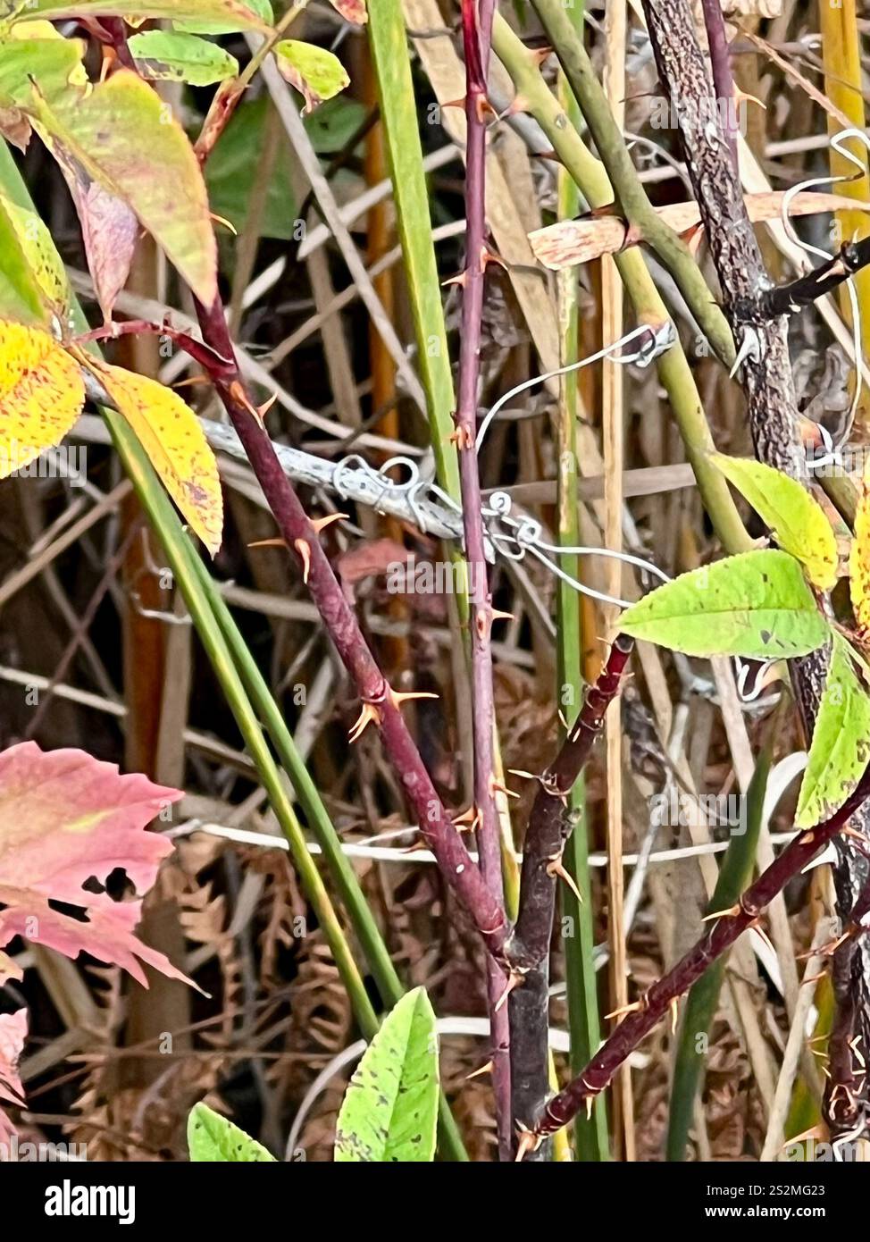 swamp rose (Rosa palustris Stock Photo - Alamy