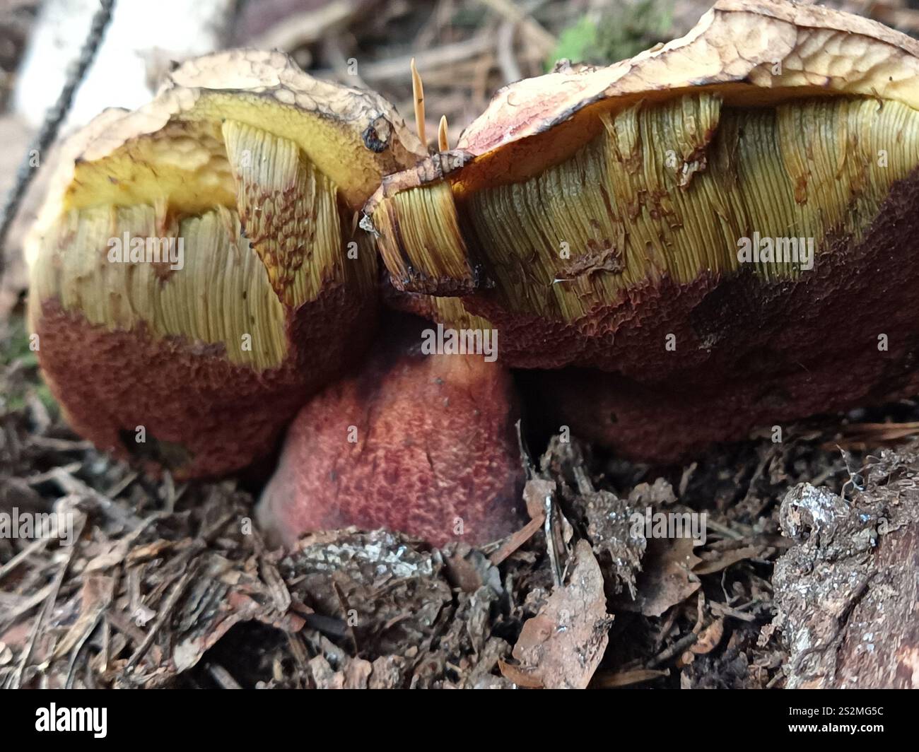Dotted Stem Bolete (Neoboletus erythropus Stock Photo - Alamy