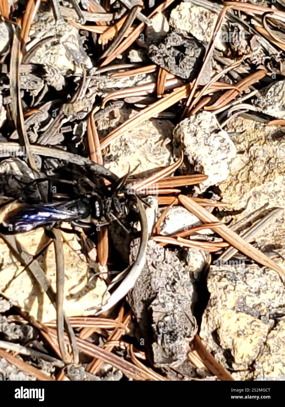 Spider Wasps (Pompilidae Stock Photo - Alamy