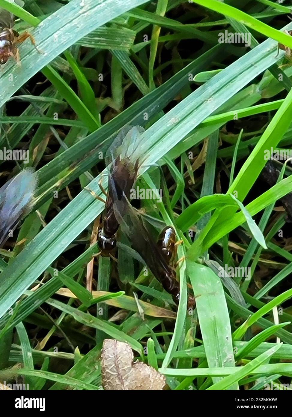 Common Citronella Ant (Lasius claviger Stock Photo - Alamy