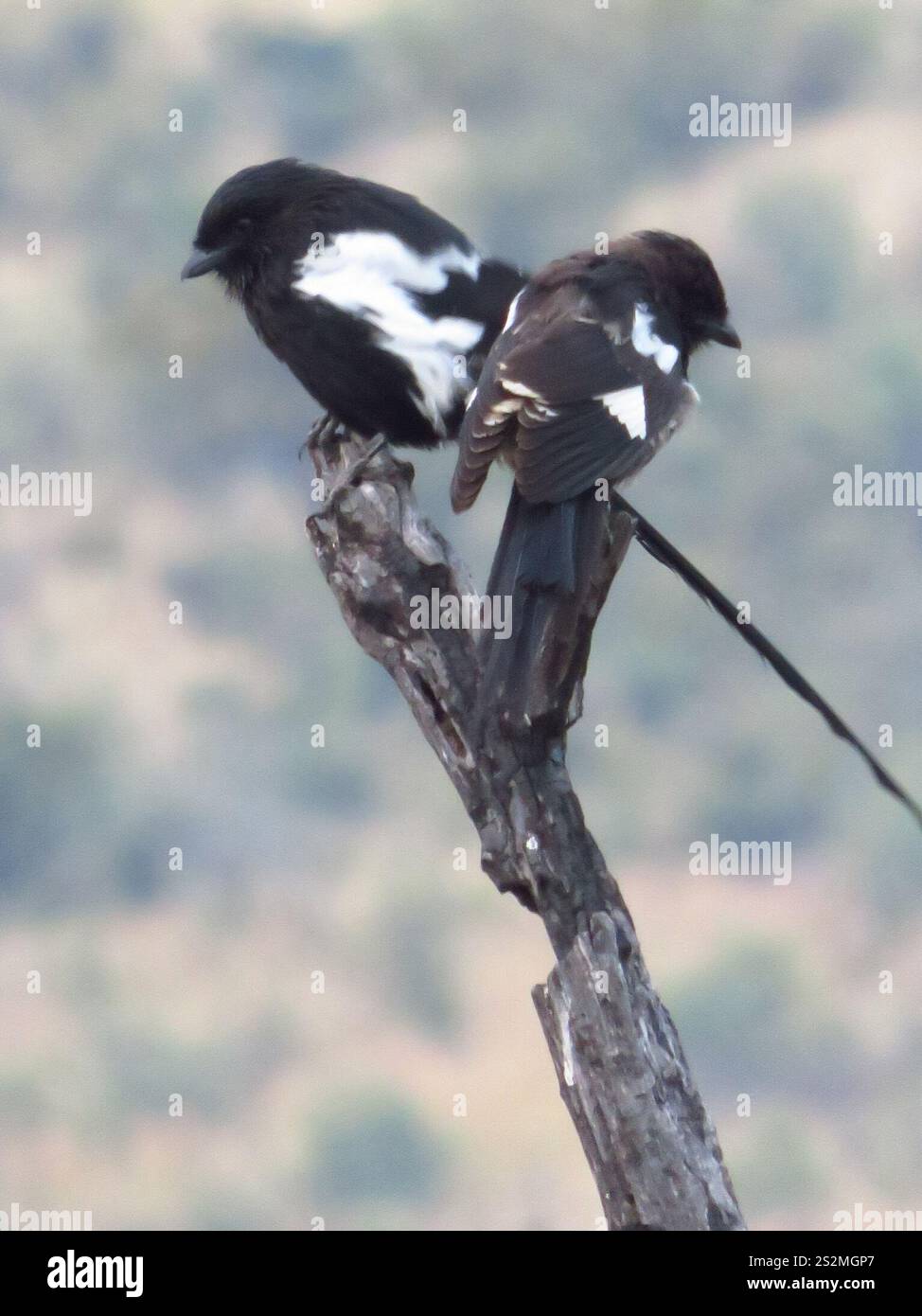 Southern Magpie Shrike (Urolestes melanoleucus melanoleucus Stock Photo ...