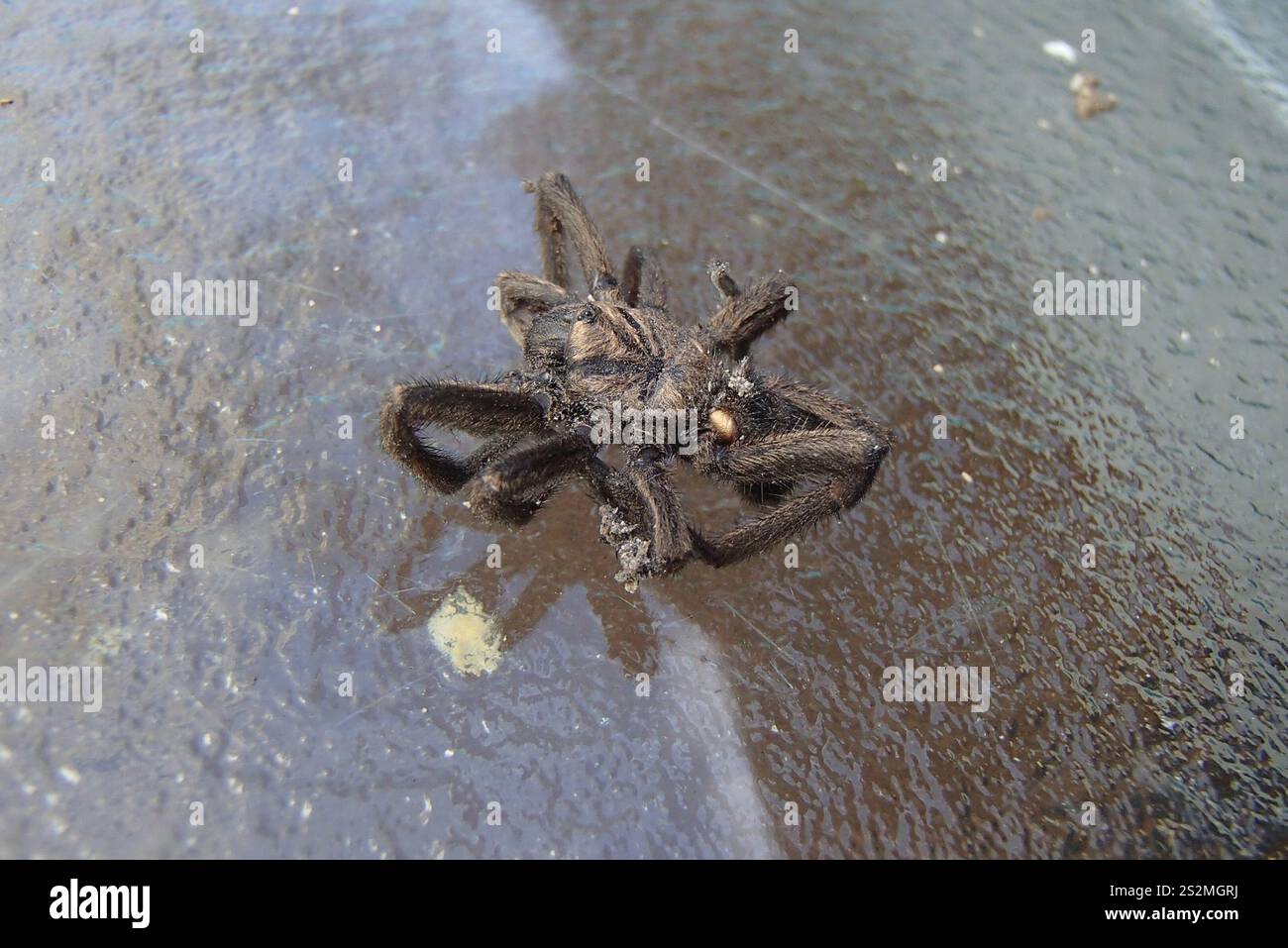 Brown Trapdoor Spiders (Arbanitis Stock Photo - Alamy