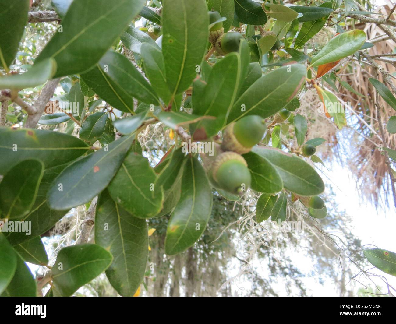 southern live oak (Quercus virginiana Stock Photo - Alamy
