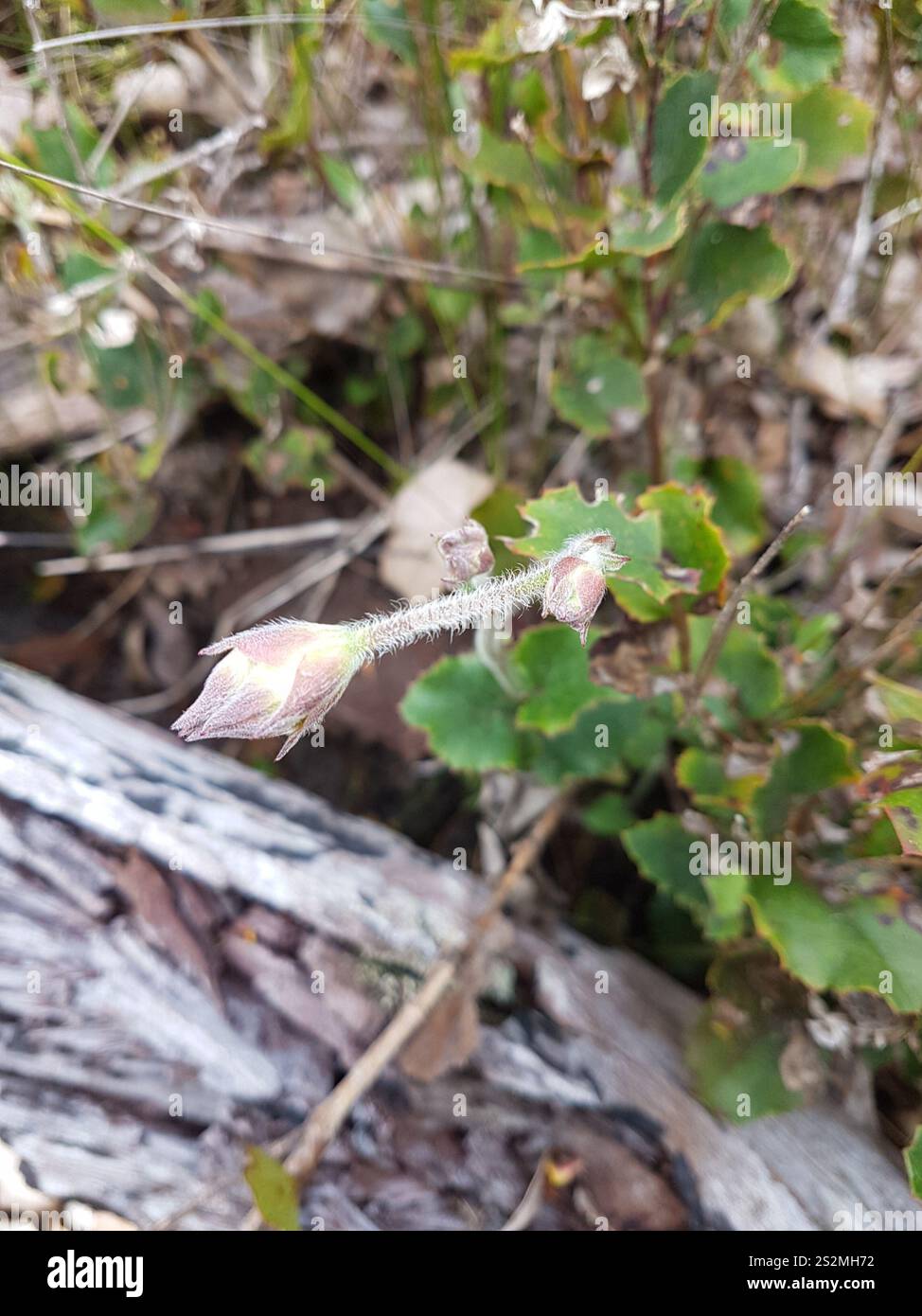 Southern Cross (Xanthosia rotundifolia Stock Photo - Alamy