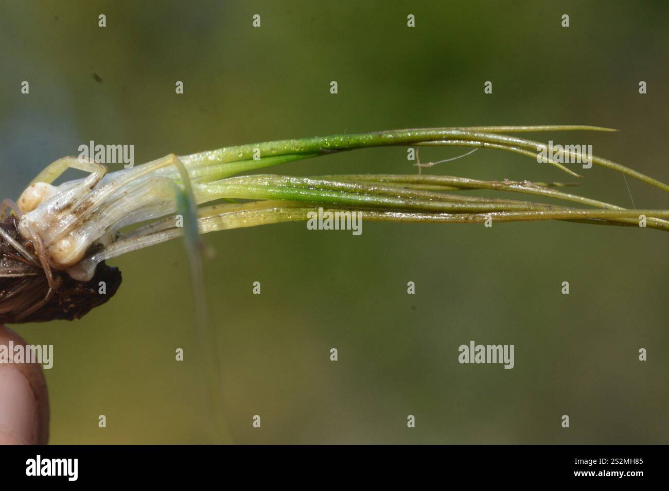maritime quillwort (Isoetes maritima Stock Photo - Alamy