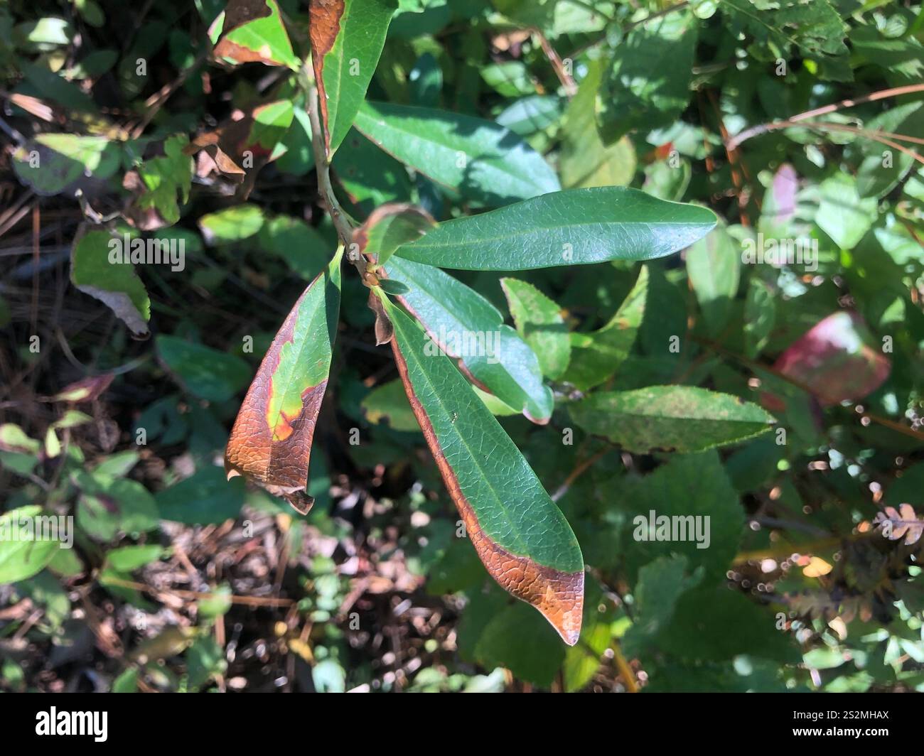 Swamp titi (Cyrilla racemiflora Stock Photo - Alamy