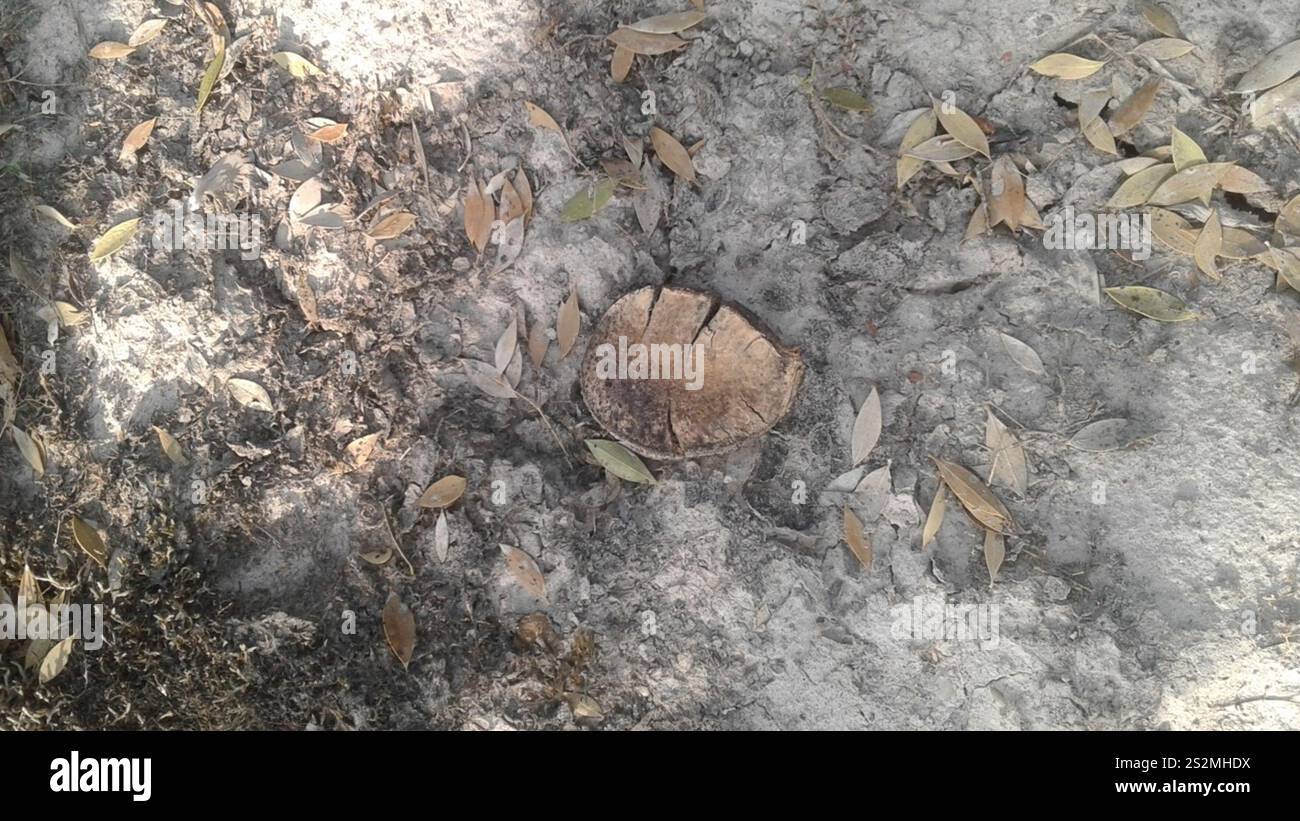 Common White Quebracho (Aspidosperma quebracho-blanco Stock Photo - Alamy