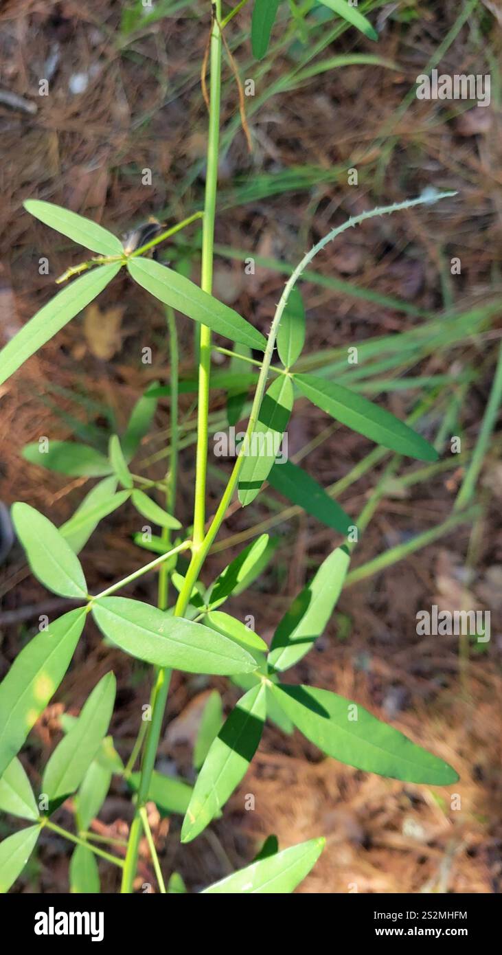 lanceleaf rattlebox (Crotalaria lanceolata Stock Photo - Alamy