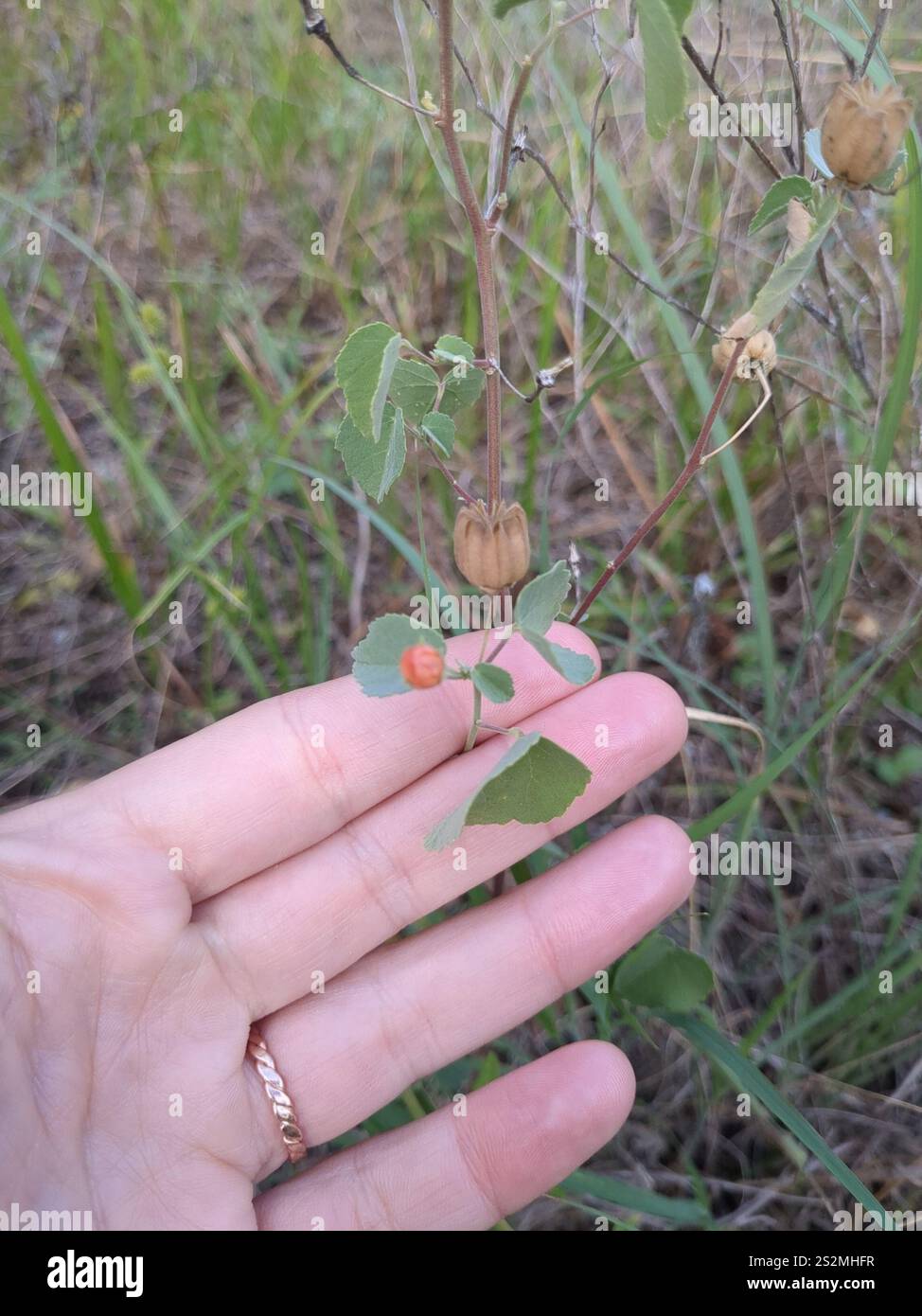 sweet Indian Mallow (Abutilon fruticosum Stock Photo - Alamy