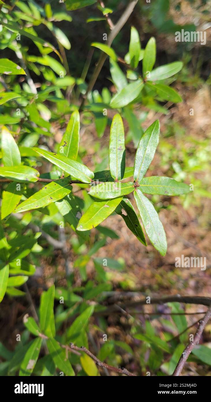 Darlington Oak (Quercus hemisphaerica Stock Photo - Alamy