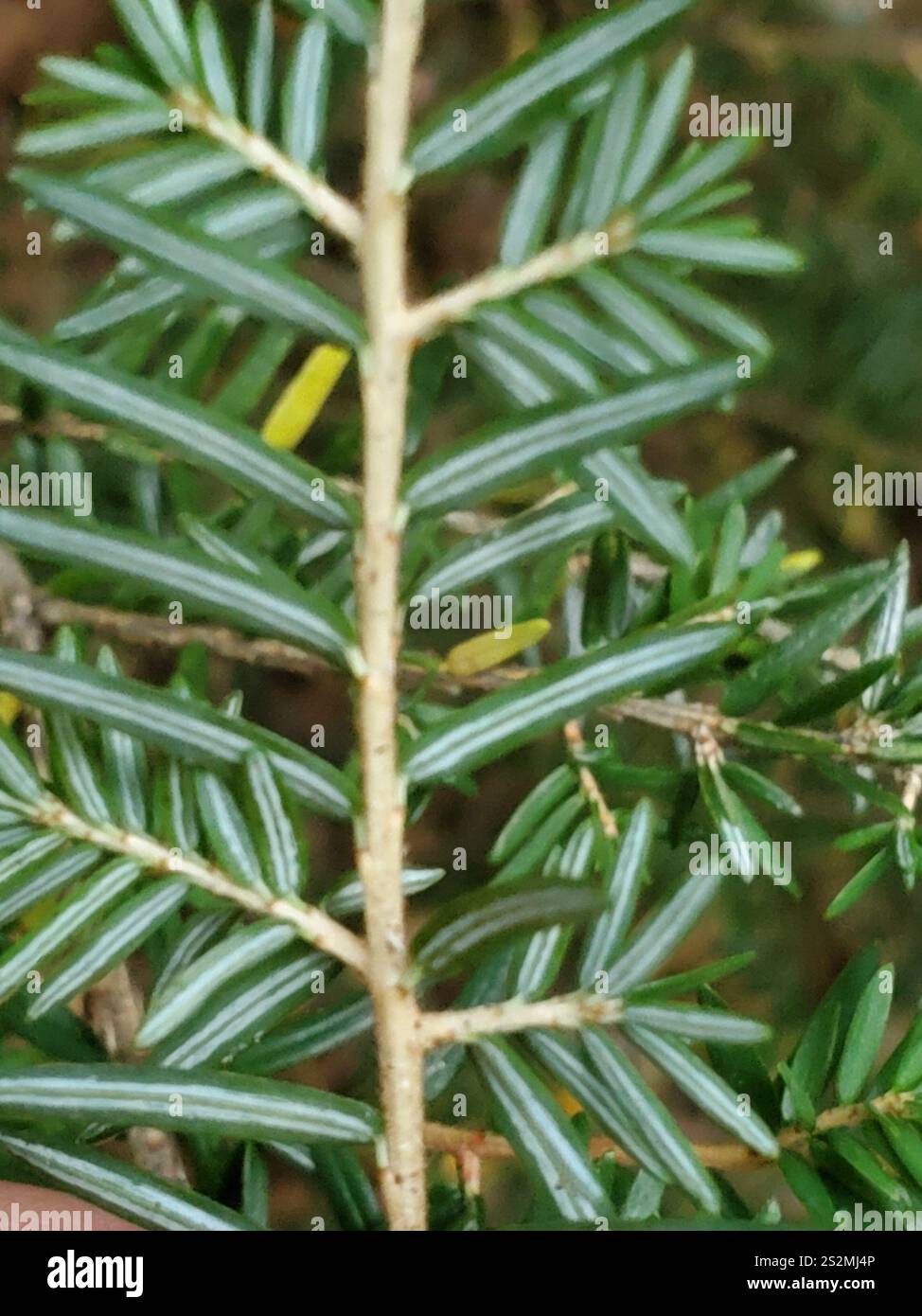 eastern hemlock (Tsuga canadensis Stock Photo - Alamy