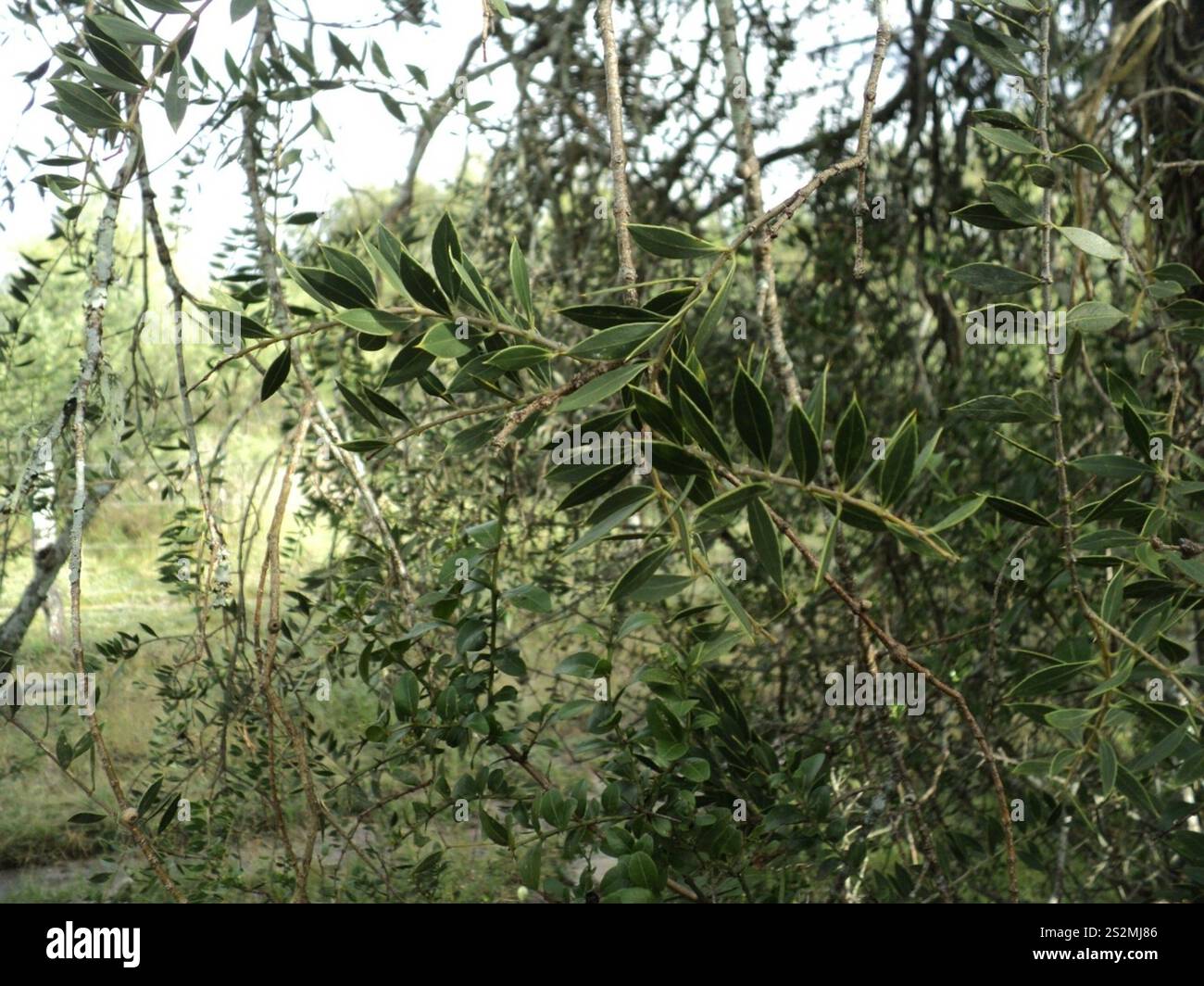 Common White Quebracho (Aspidosperma quebracho-blanco Stock Photo - Alamy