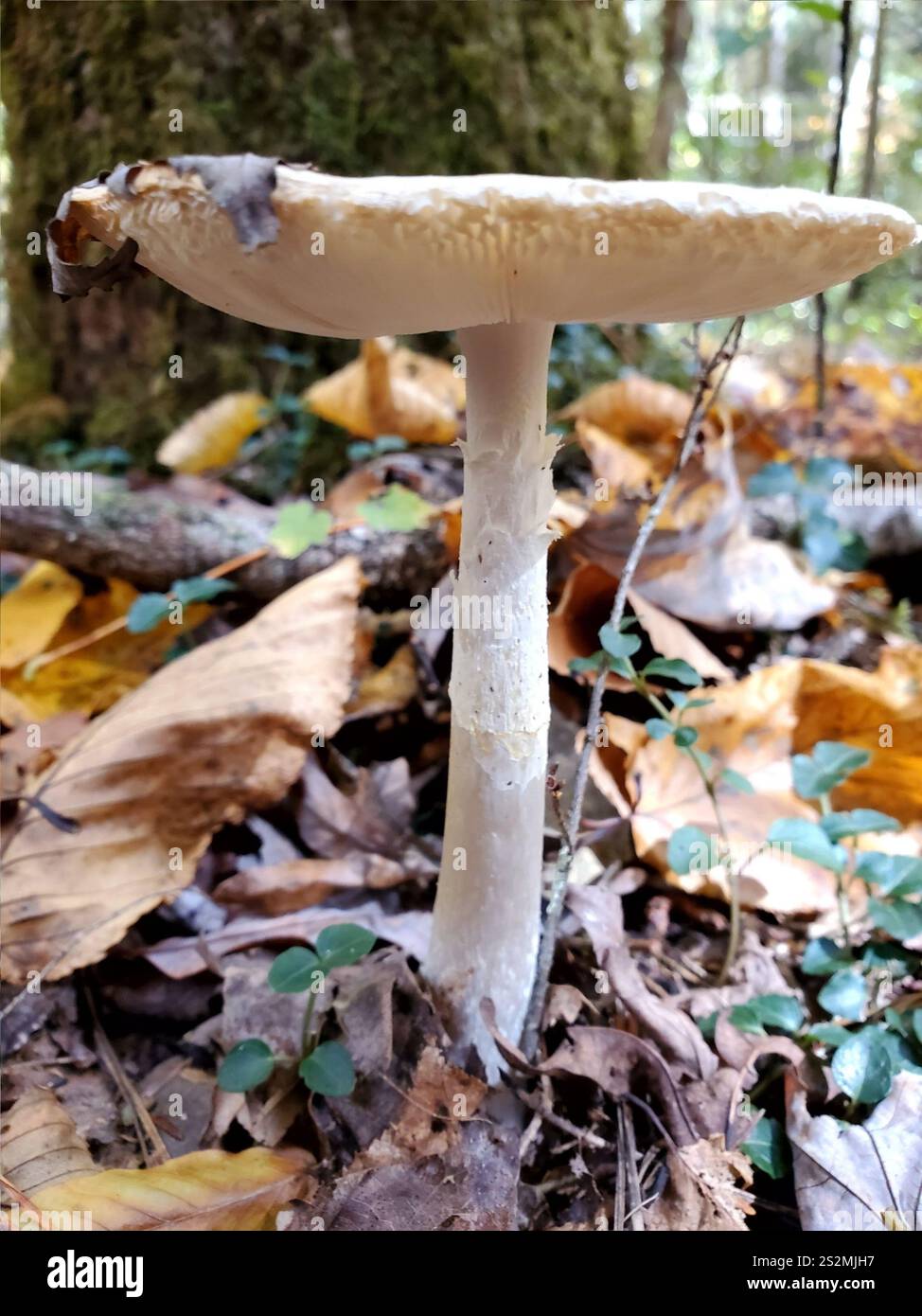 Eastern North American Destroying Angel (Amanita bisporigera Stock ...
