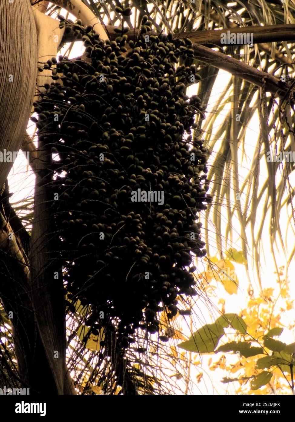 Palm syagrus romanzoffiana hi-res stock photography and images - Alamy