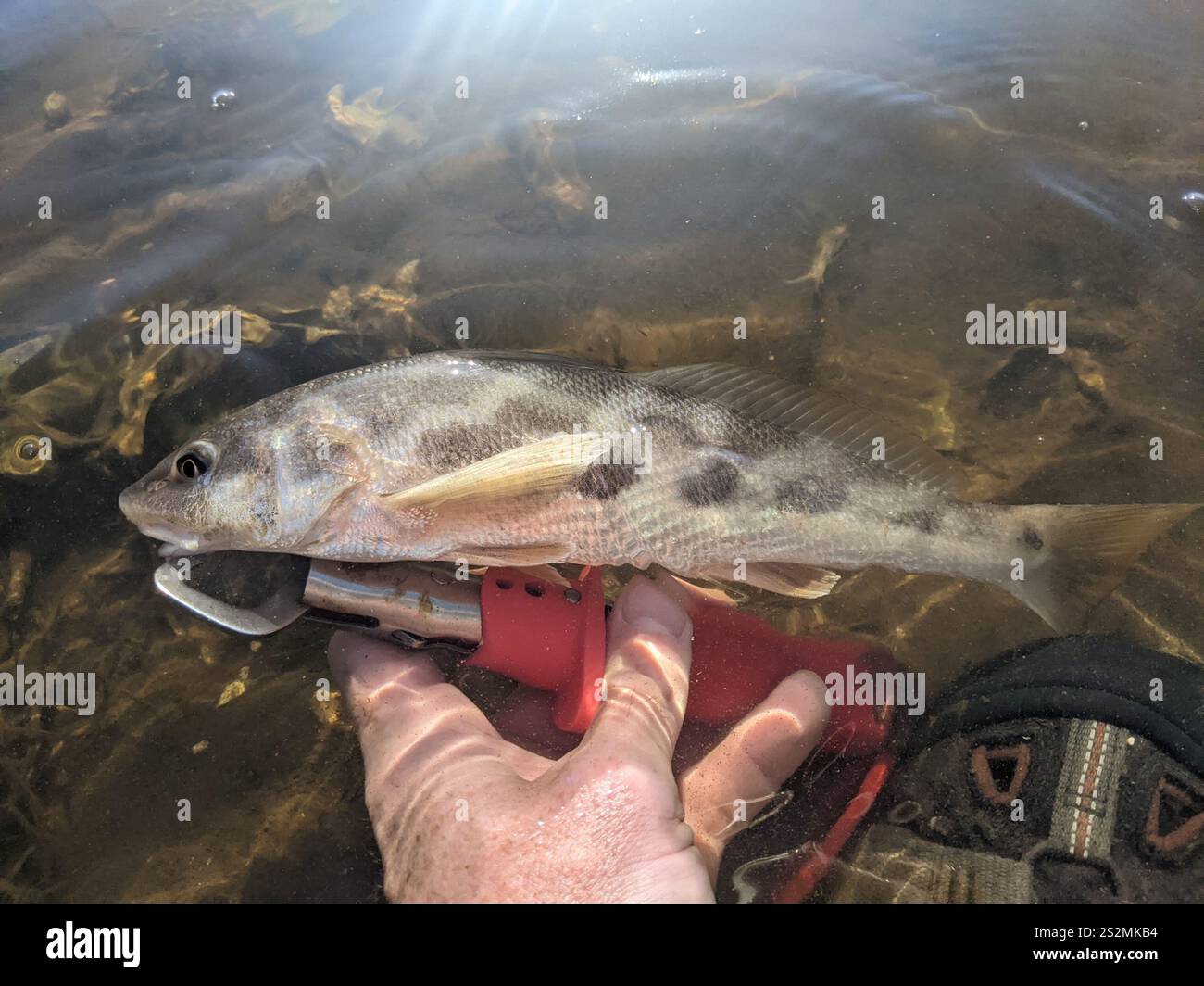 Southern Kingfish (Menticirrhus americanus Stock Photo - Alamy