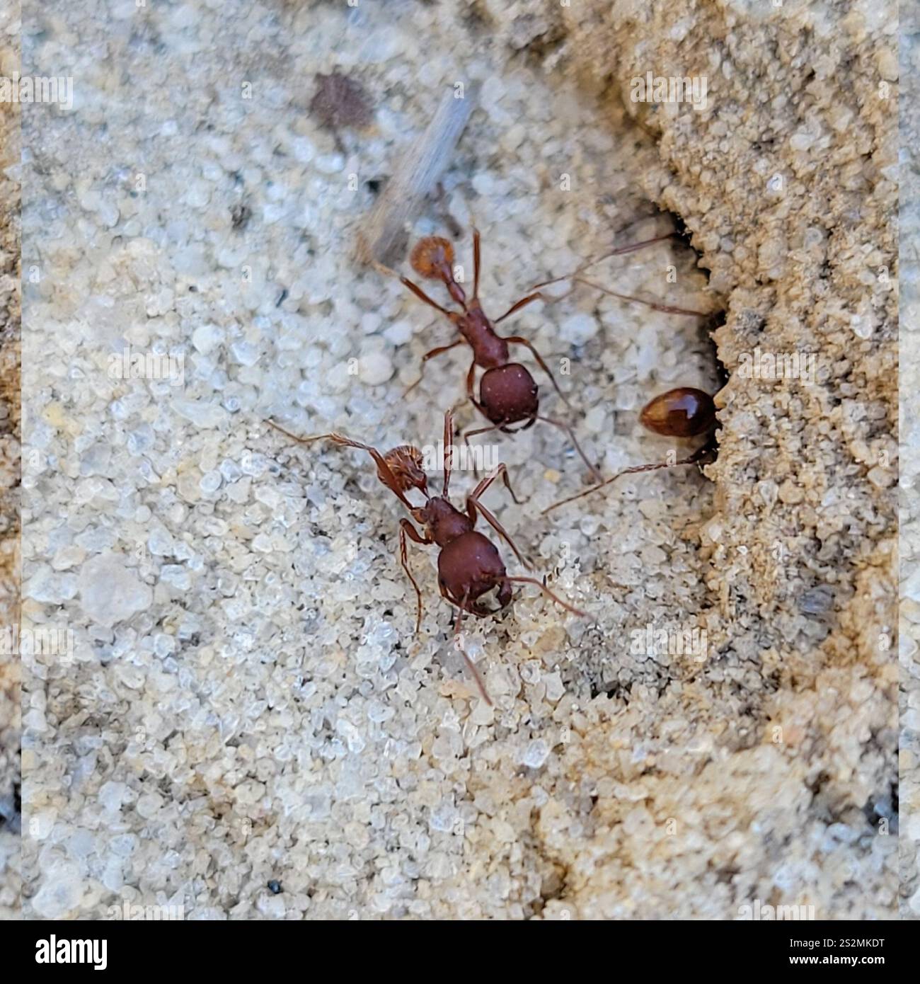 Florida Harvester Ant (Pogonomyrmex badius Stock Photo - Alamy