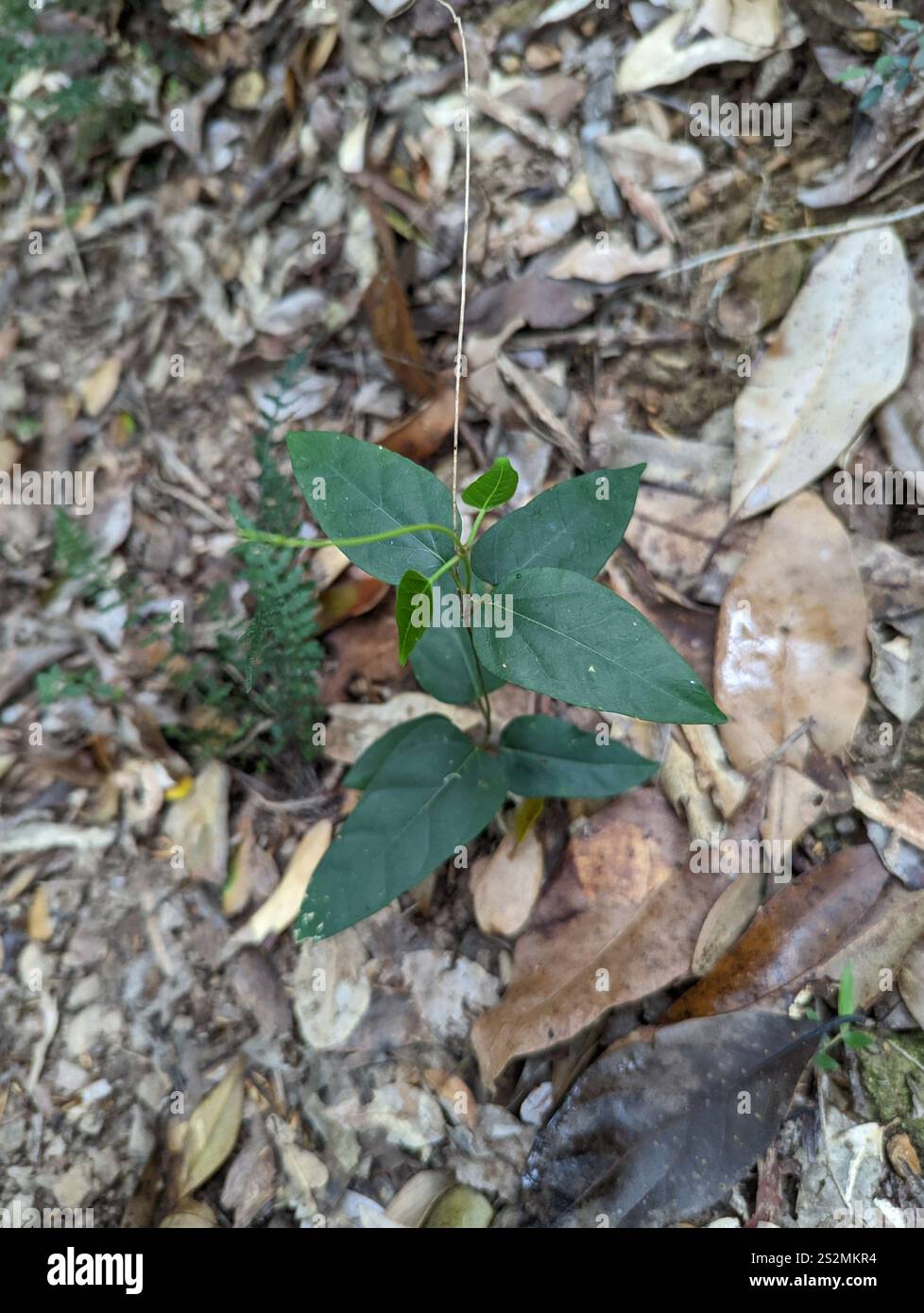 Common Milk Vine (Leichhardtia rostrata Stock Photo - Alamy