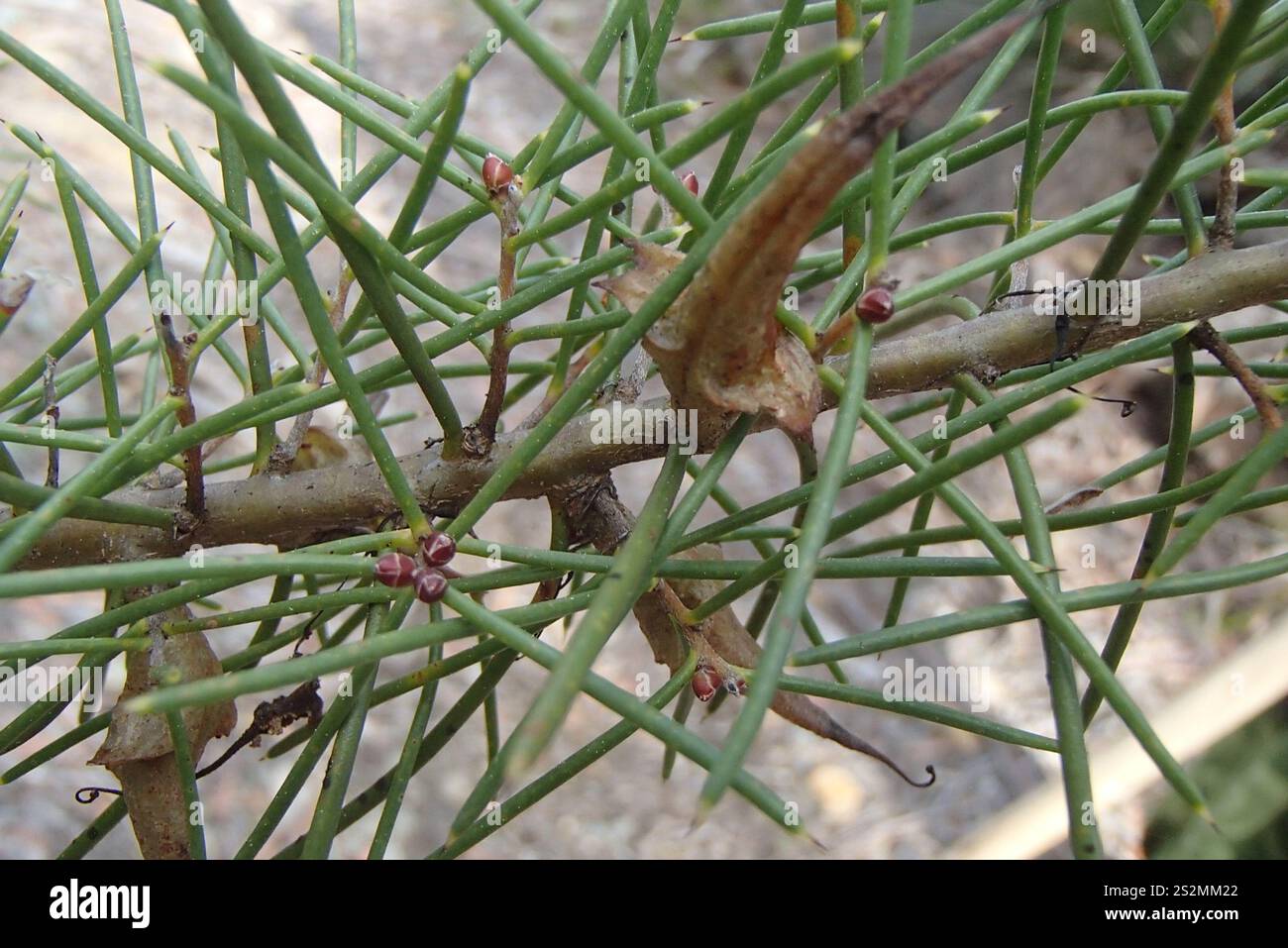 Dagger Hakea (Hakea teretifolia Stock Photo - Alamy