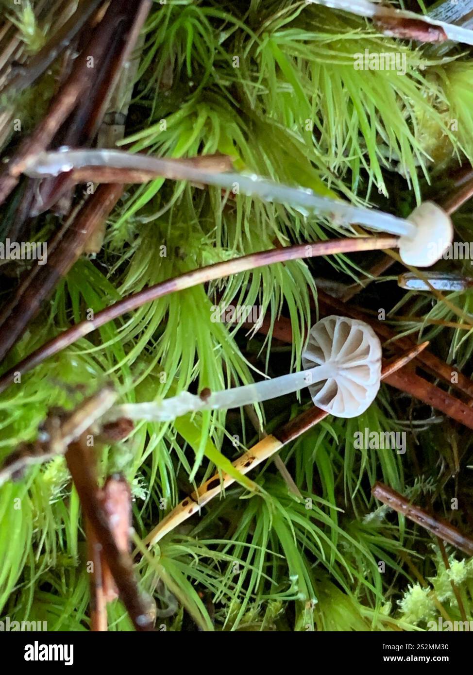 Roridus hi-res stock photography and images - Alamy
