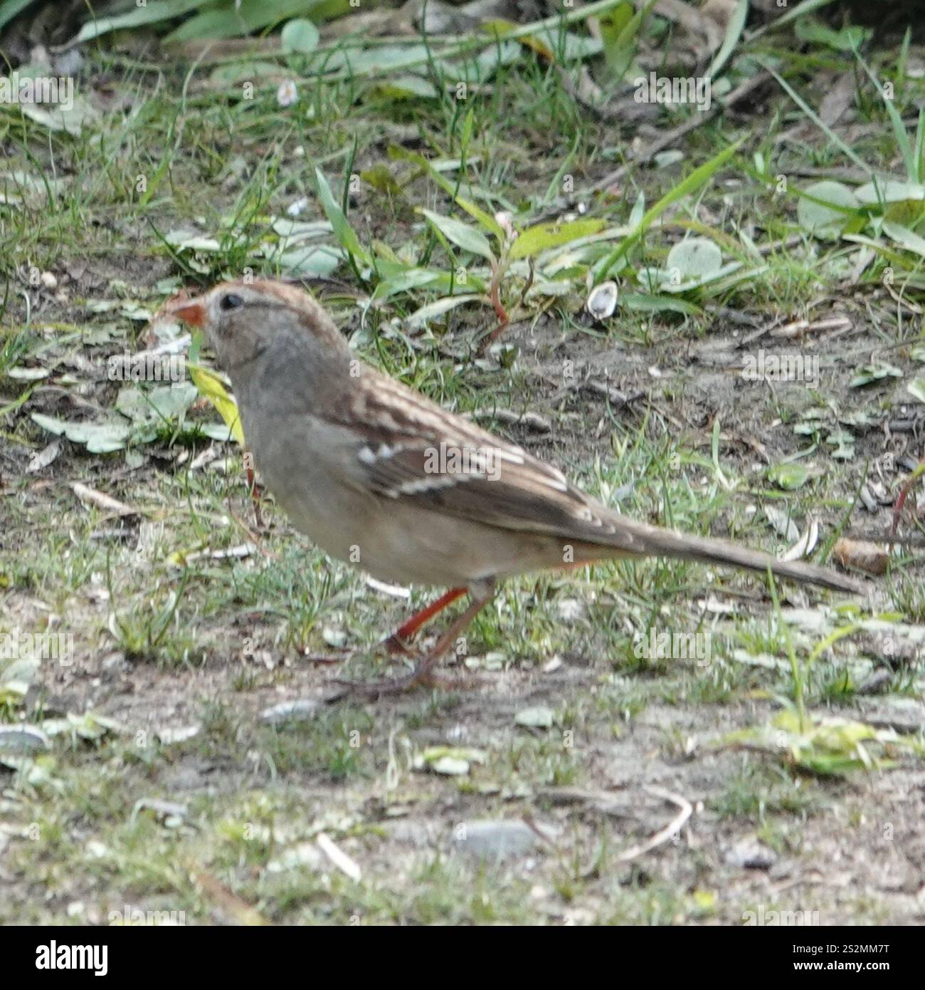 White-crowned Sparrow (Zonotrichia leucophrys Stock Photo - Alamy