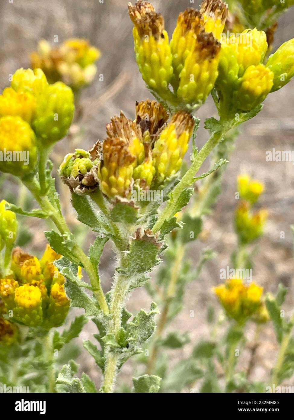 Coastal Goldenbush (Isocoma menziesii Stock Photo - Alamy