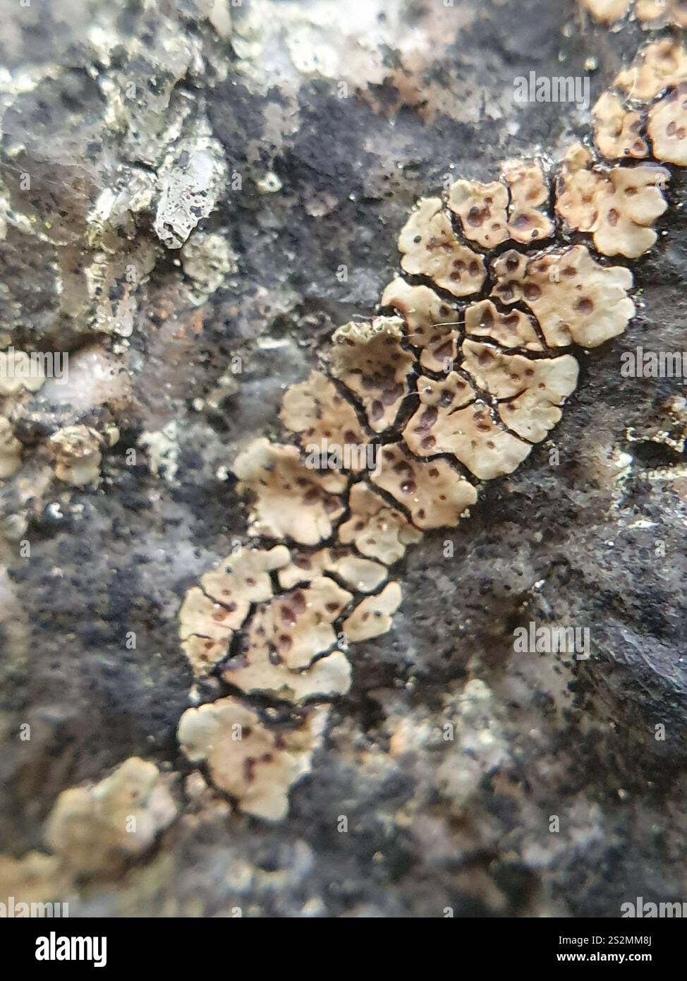 brown cobblestone lichen (Acarospora fuscata Stock Photo - Alamy