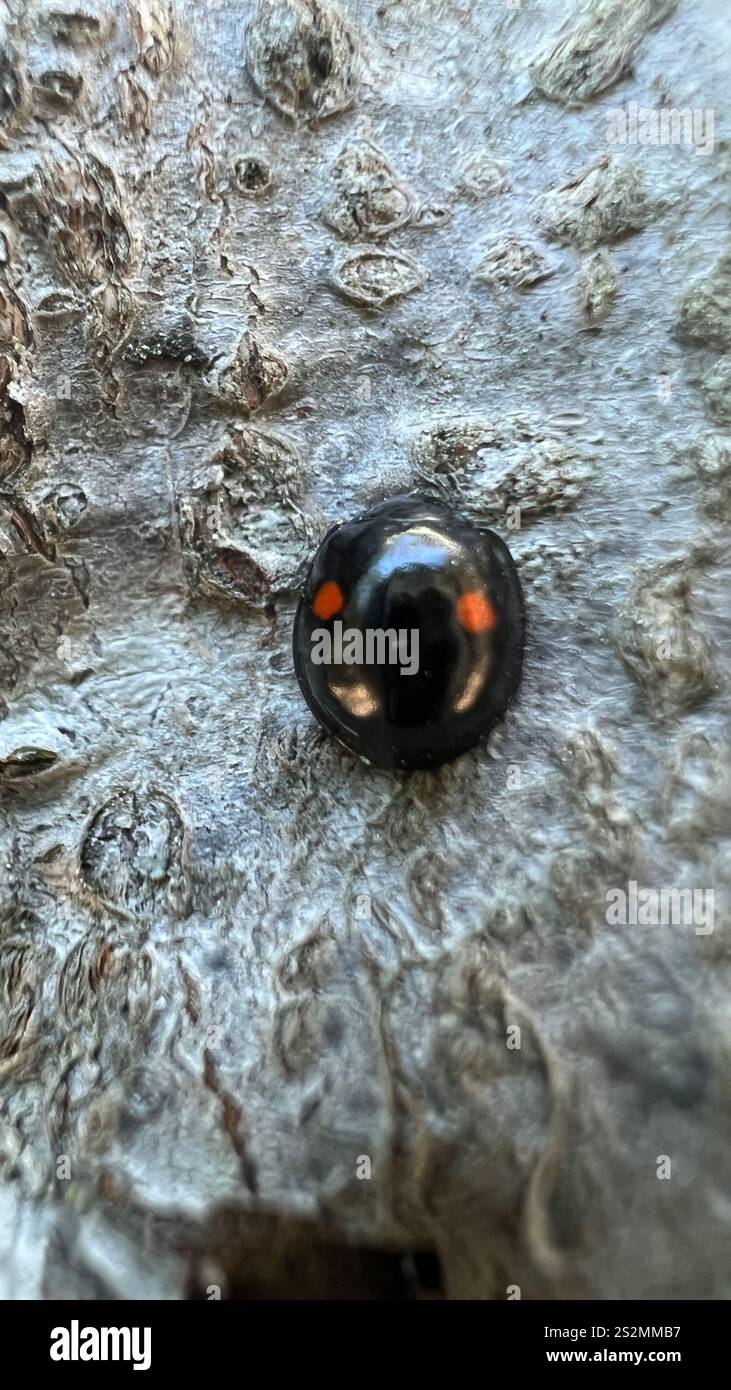 Twice-stabbed Lady Beetle (Chilocorus stigma Stock Photo - Alamy