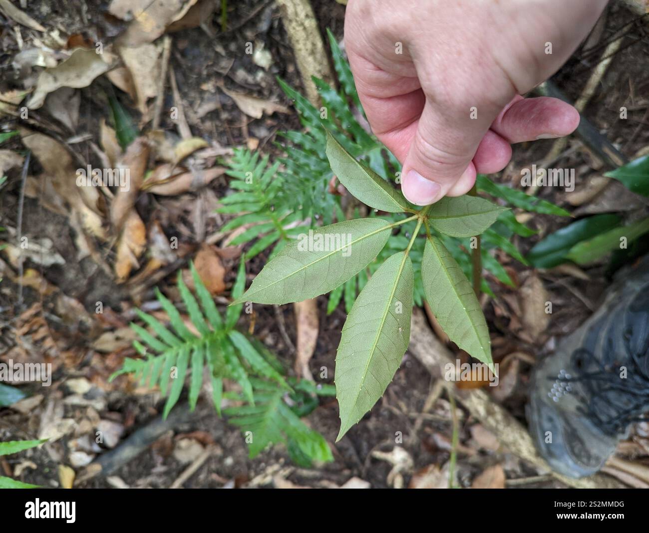 Five-Leaved Water Vine (Apocissus hypoglauca Stock Photo - Alamy
