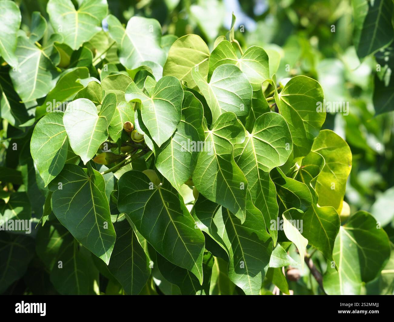 Portia tree (Thespesia populnea Stock Photo - Alamy