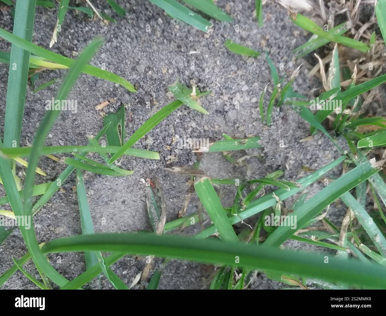 Buren's Pyramid Ant (Dorymyrmex bureni Stock Photo - Alamy