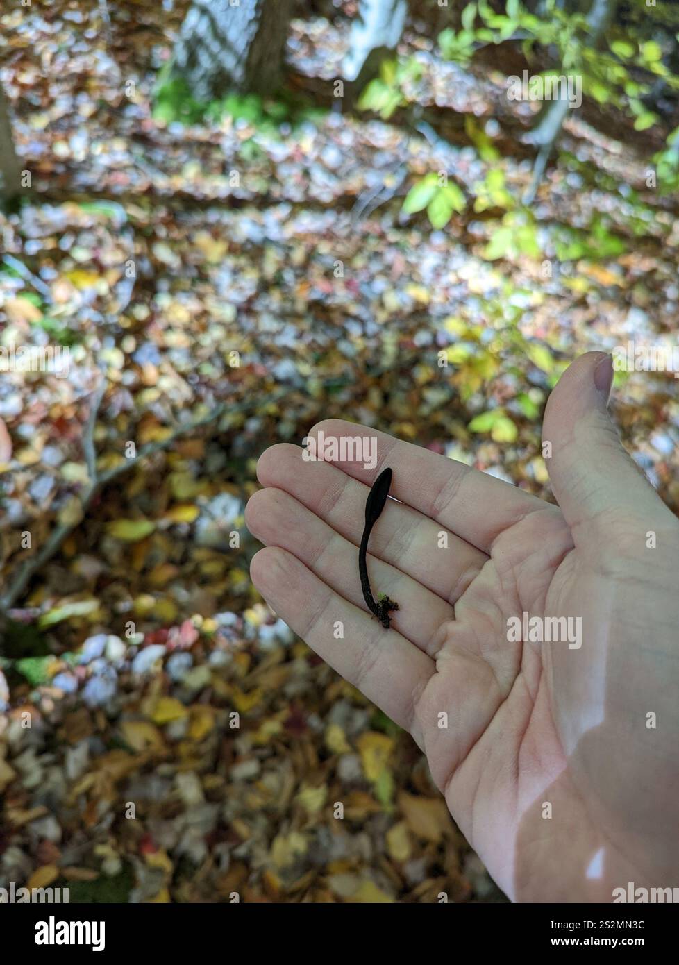 Earth Tongues (Geoglossum Stock Photo - Alamy