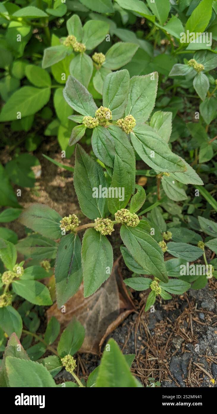 Asthma plant (Euphorbia hirta Stock Photo - Alamy