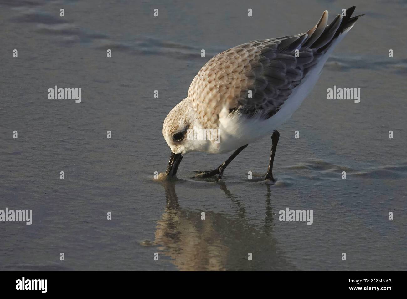 Pebble Beach, California, USA. January 6th., 2025 Sandpiper bird feeds ...