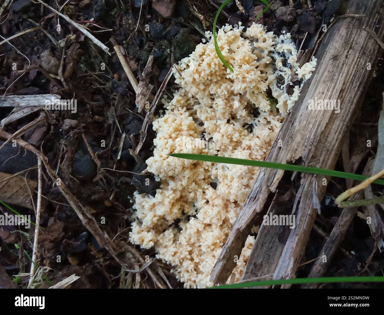 Dog Sick Slime Mould (Didymium spongiosum Stock Photo - Alamy