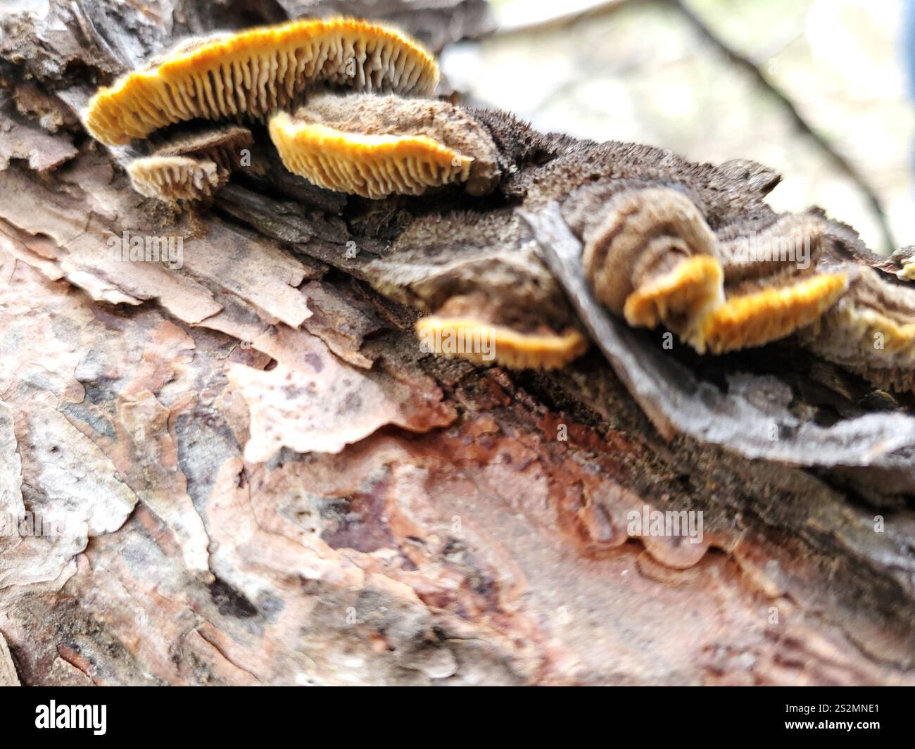 shelf fungi (Polyporales Stock Photo - Alamy