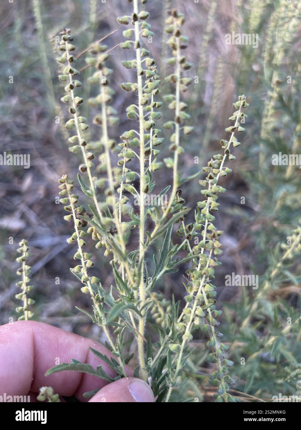western ragweed (Ambrosia psilostachya Stock Photo - Alamy