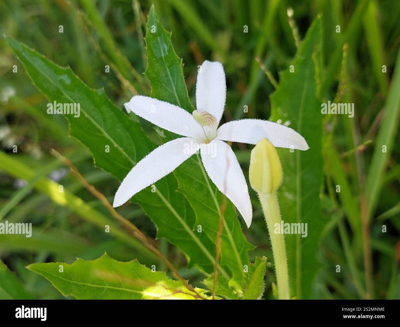 Star of Bethlehem (Hippobroma longiflora Stock Photo - Alamy