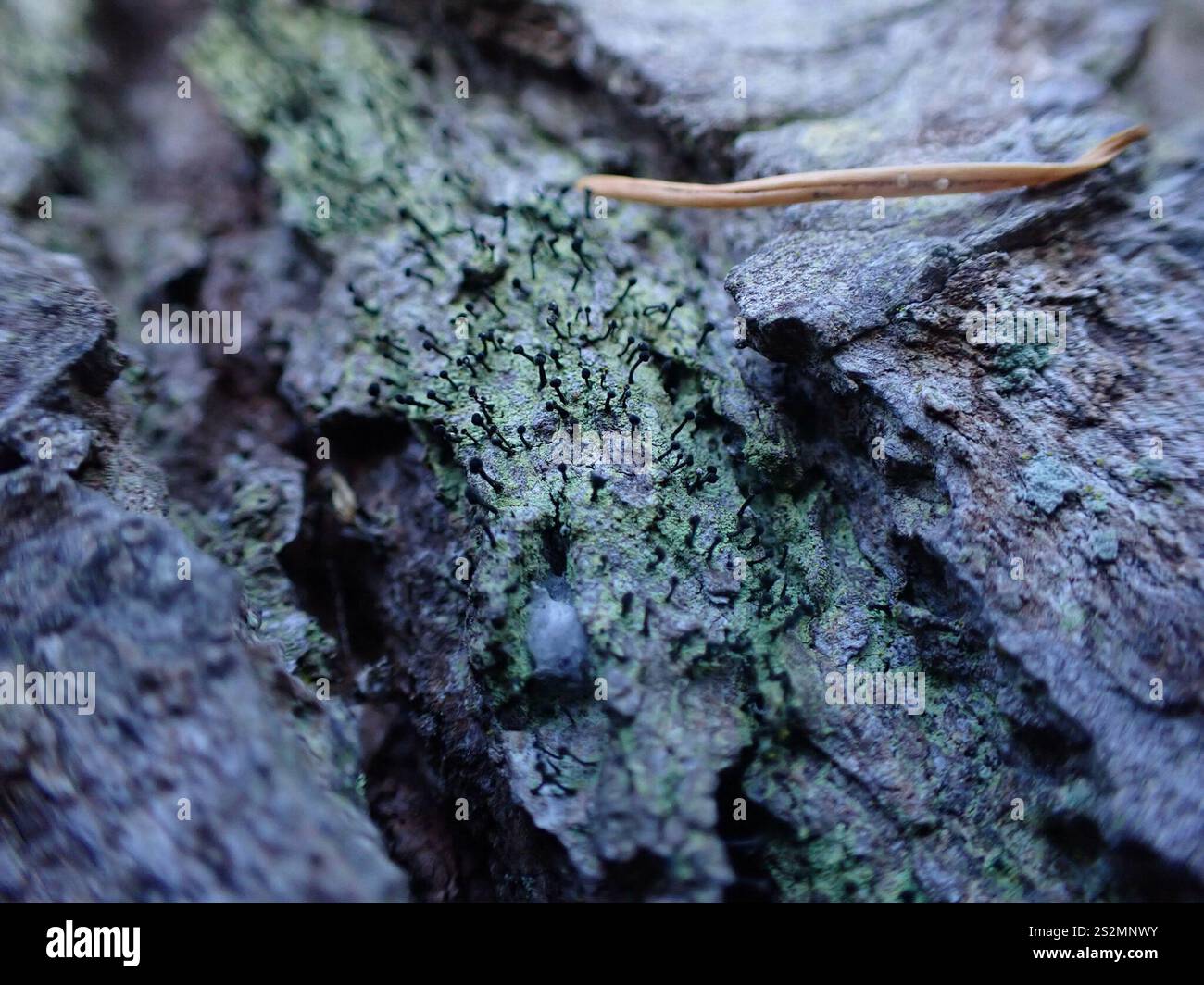 Green Stubble Lichen (Calicium viride Stock Photo - Alamy