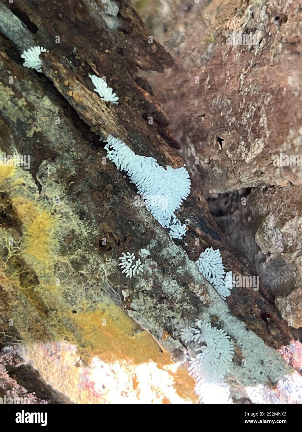 Common Coral Slime (Ceratiomyxa fruticulosa Stock Photo - Alamy