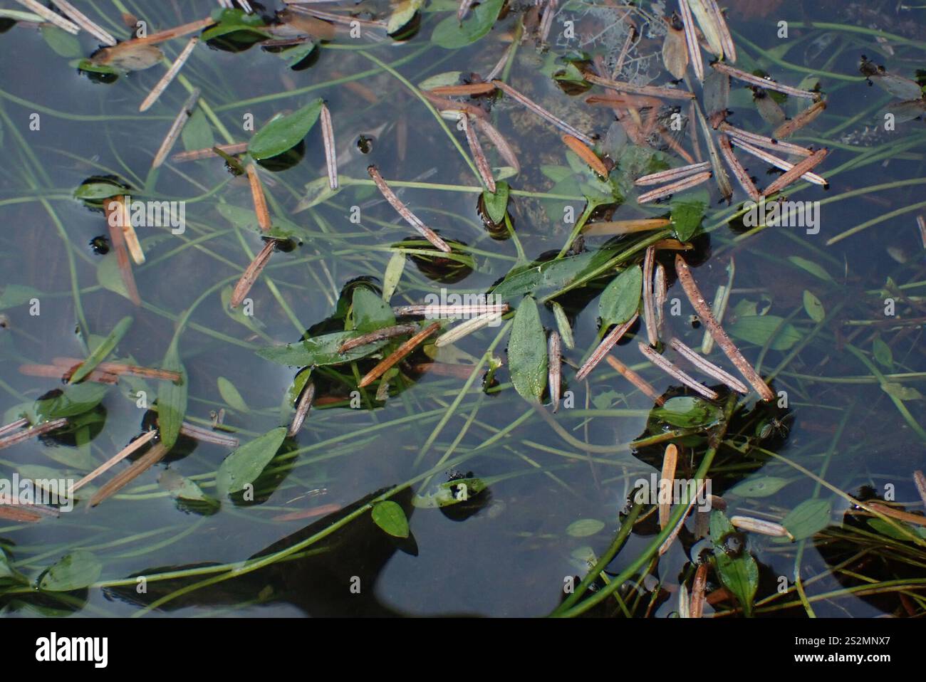 floating-leaved pondweed (Potamogeton natans Stock Photo - Alamy