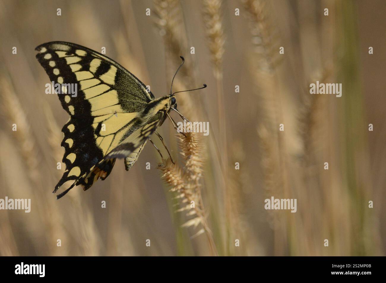 Oregon Swallowtail (Papilio bairdii oregonia Stock Photo - Alamy