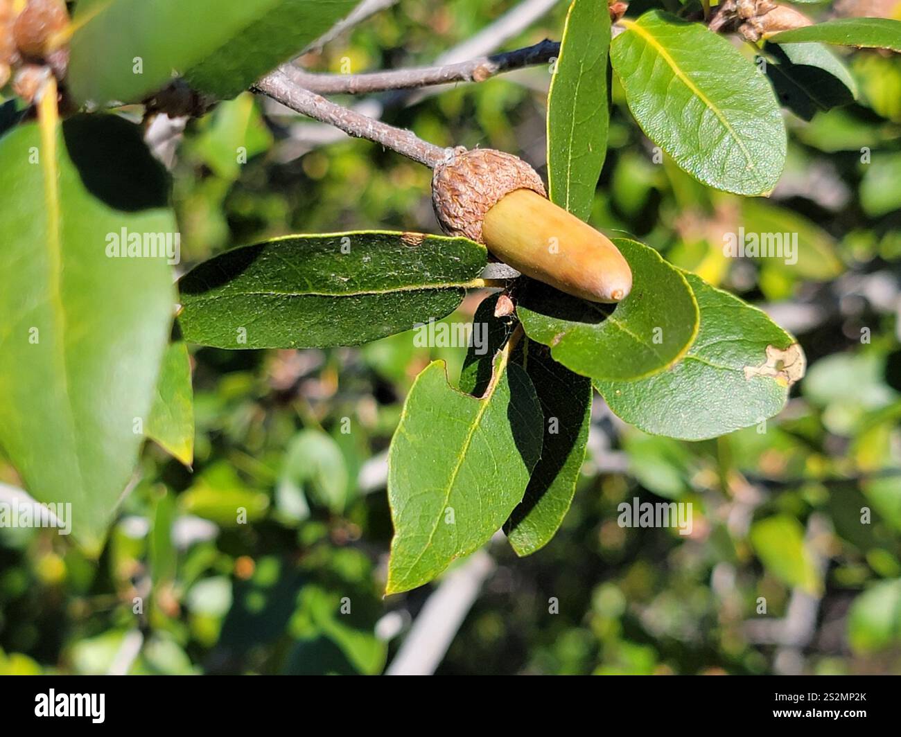 interior live oak (Quercus wislizeni Stock Photo - Alamy