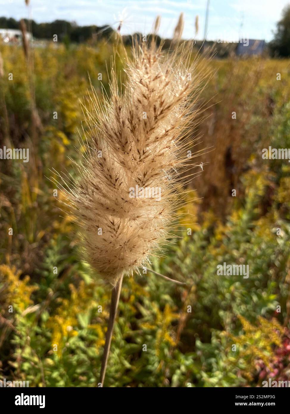 sugarcane plumegrass (Erianthus giganteus Stock Photo - Alamy