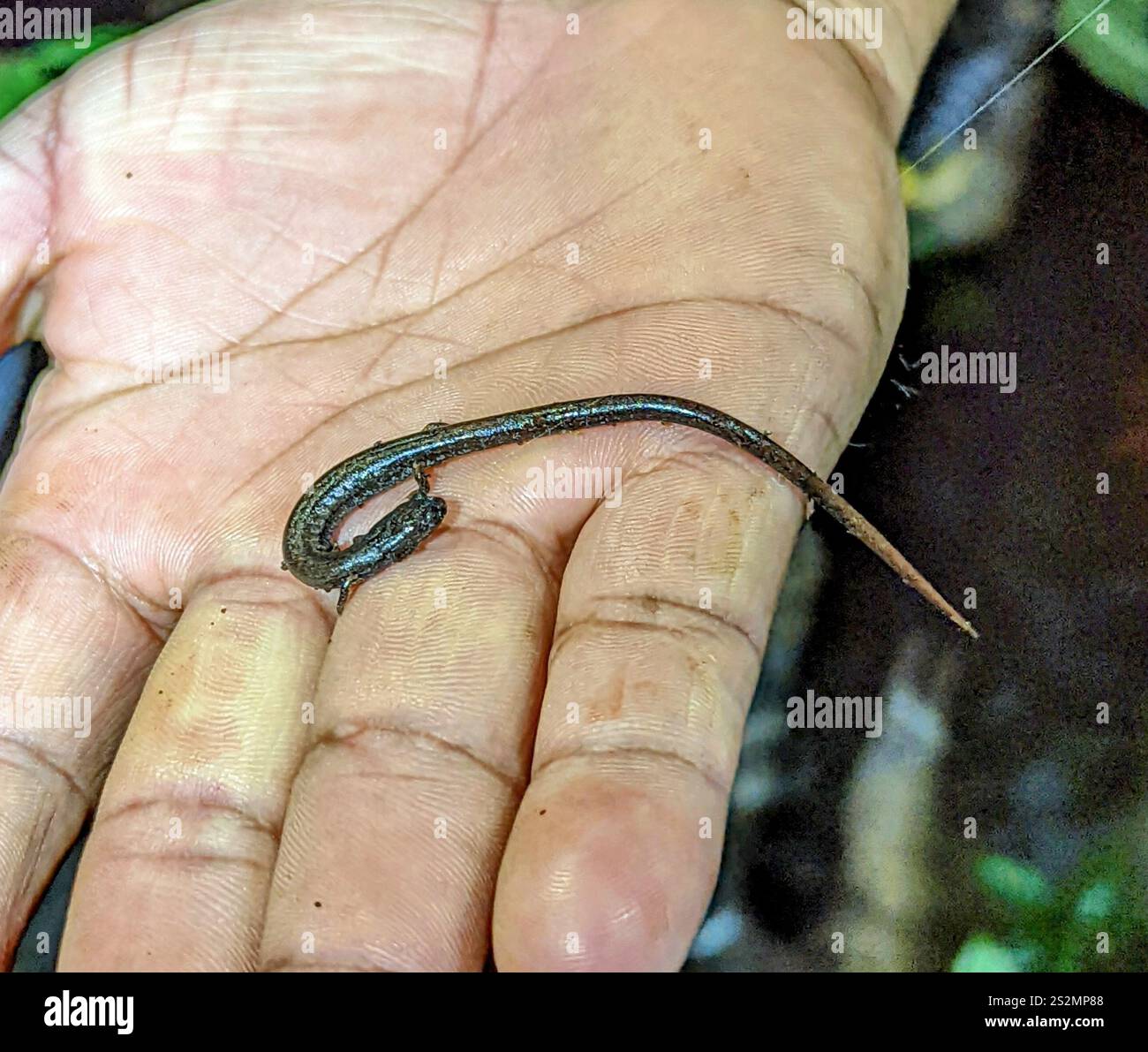 Worm Salamanders (Oedipina Stock Photo - Alamy