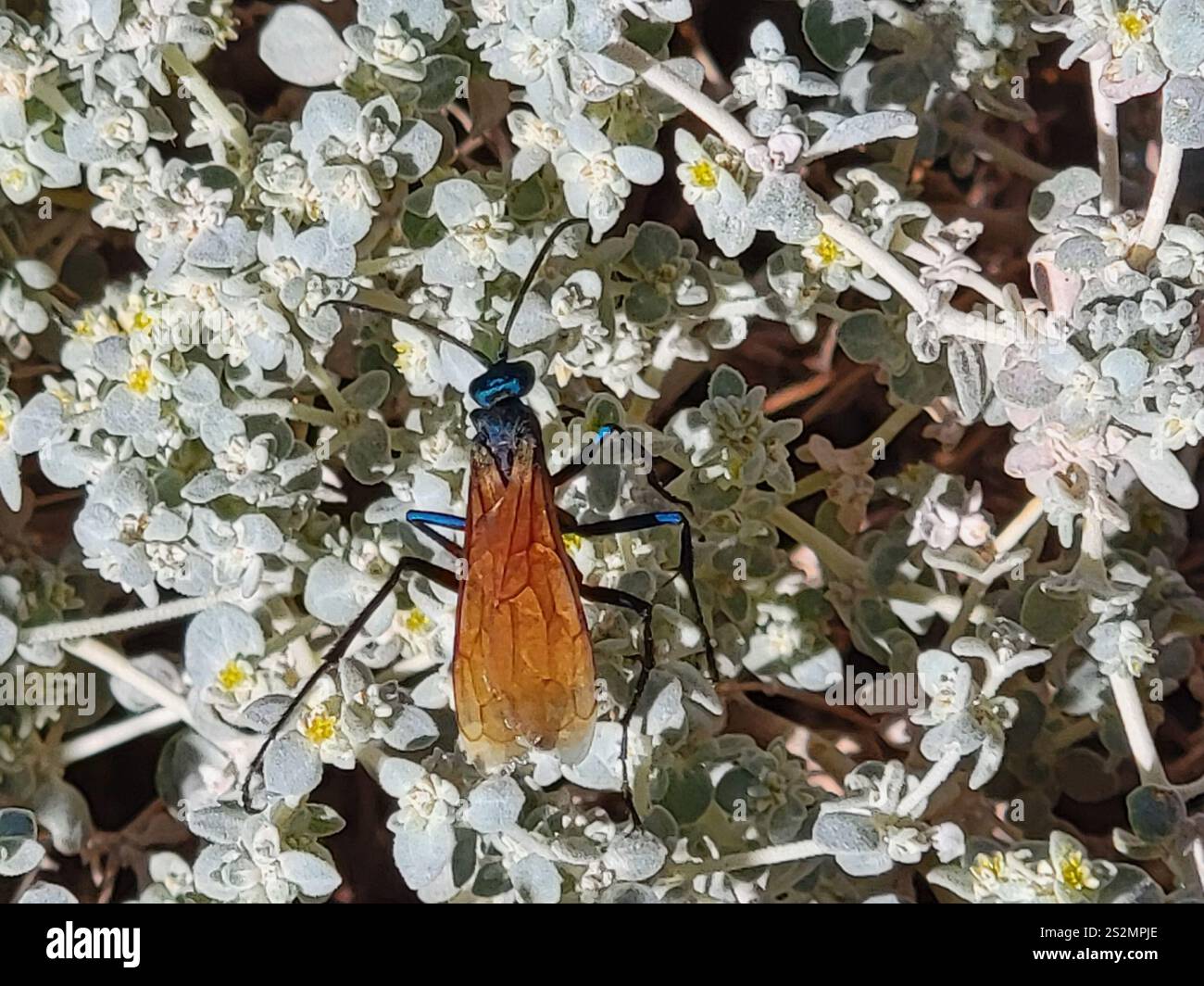 New World Tarantula-hawk Wasps (Pepsis Stock Photo - Alamy