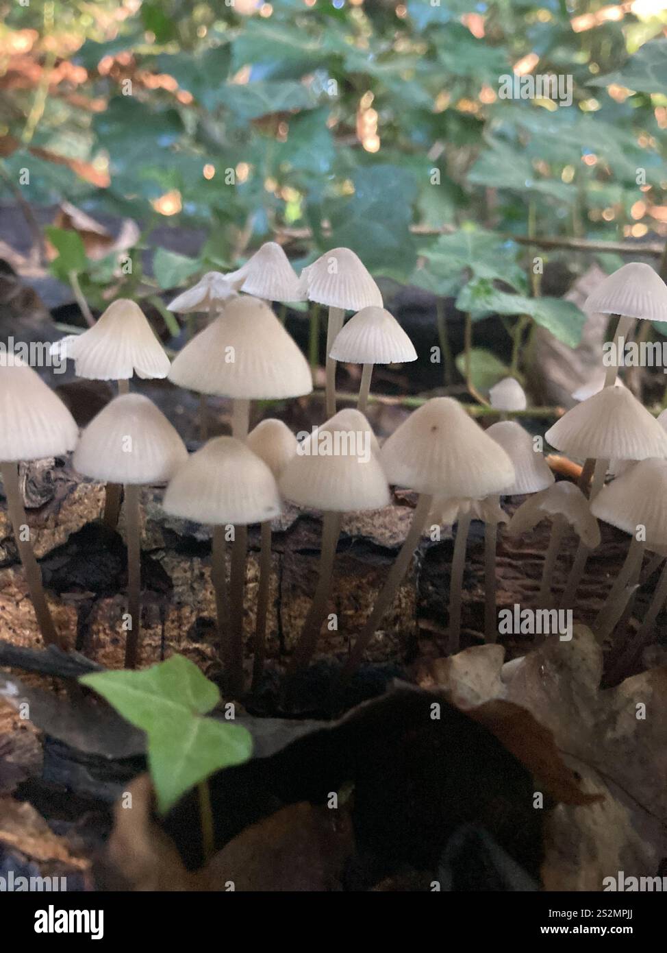 common bonnet (Mycena galericulata Stock Photo - Alamy