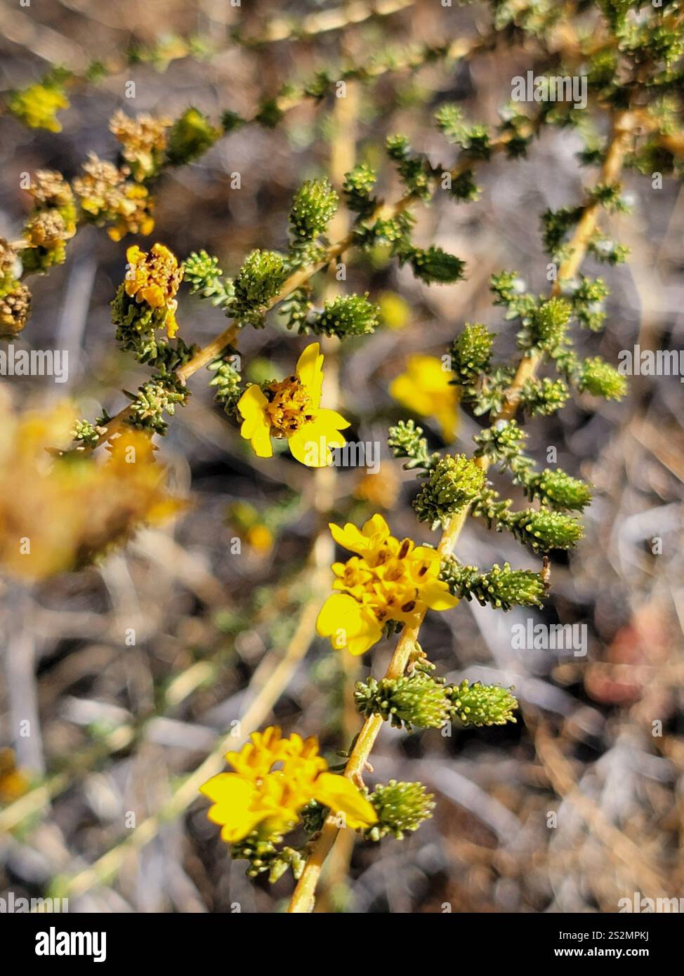 Pit-gland Tarweed (Holocarpha virgata Stock Photo - Alamy
