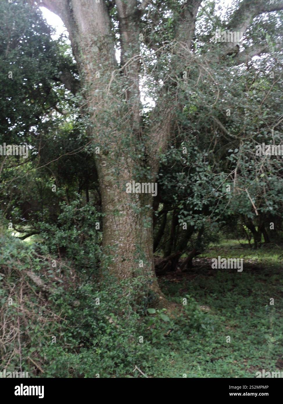 Pacara Earpod Tree (Enterolobium contortisiliquum Stock Photo - Alamy